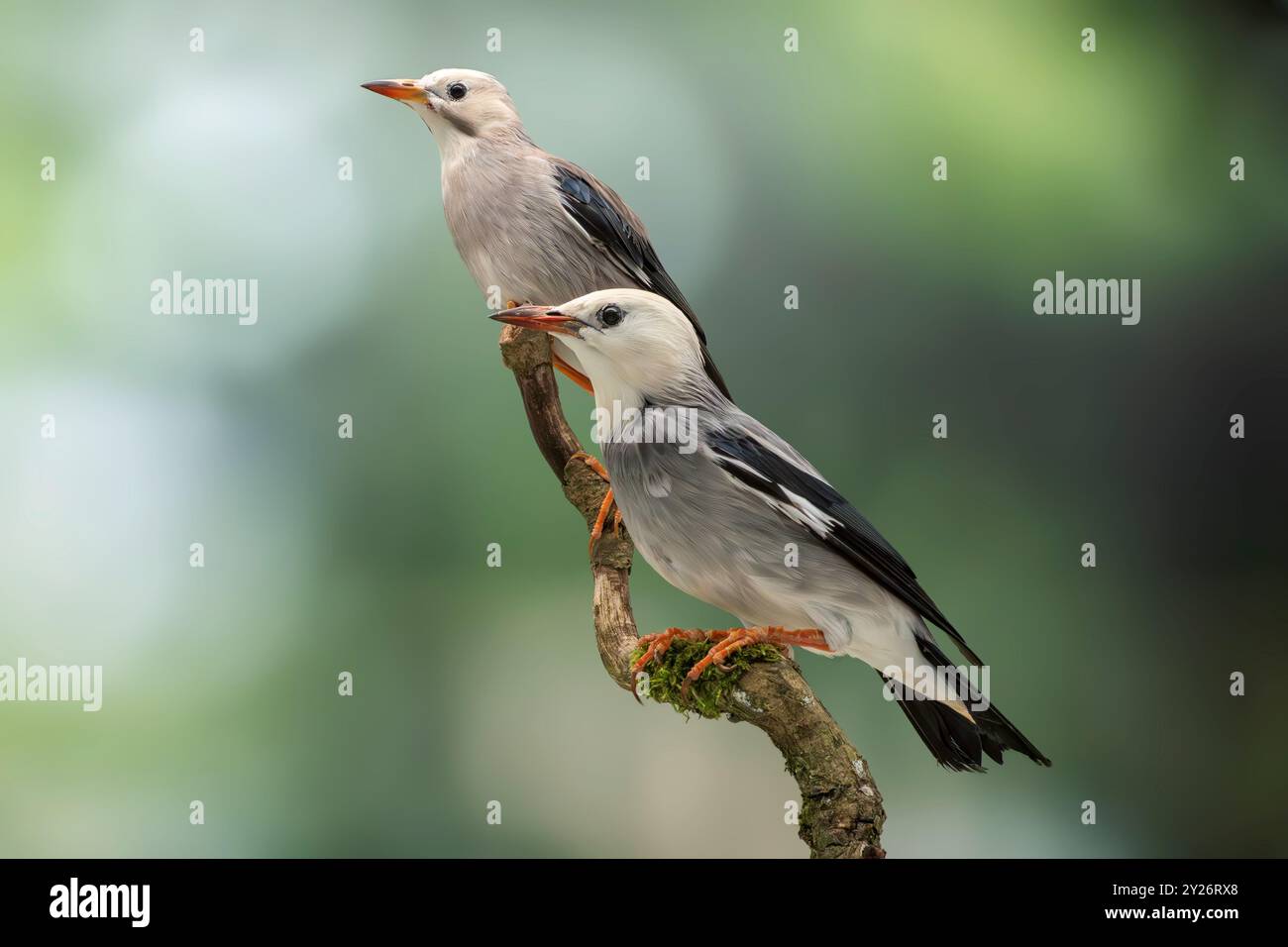 red-billed starling, Spodiopsar sericeus Stock Photo - Alamy