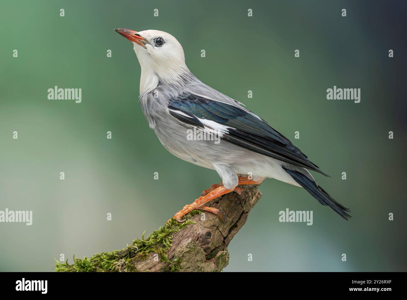 red-billed starling, Spodiopsar sericeus Stock Photo - Alamy