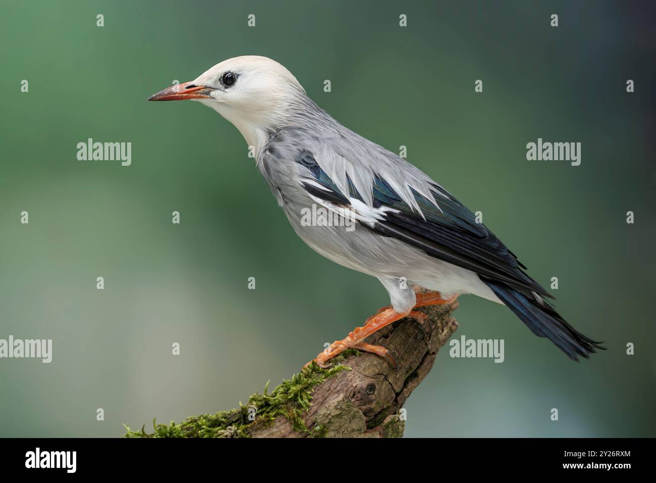Spodiopsar sericeus hi-res stock photography and images - Alamy