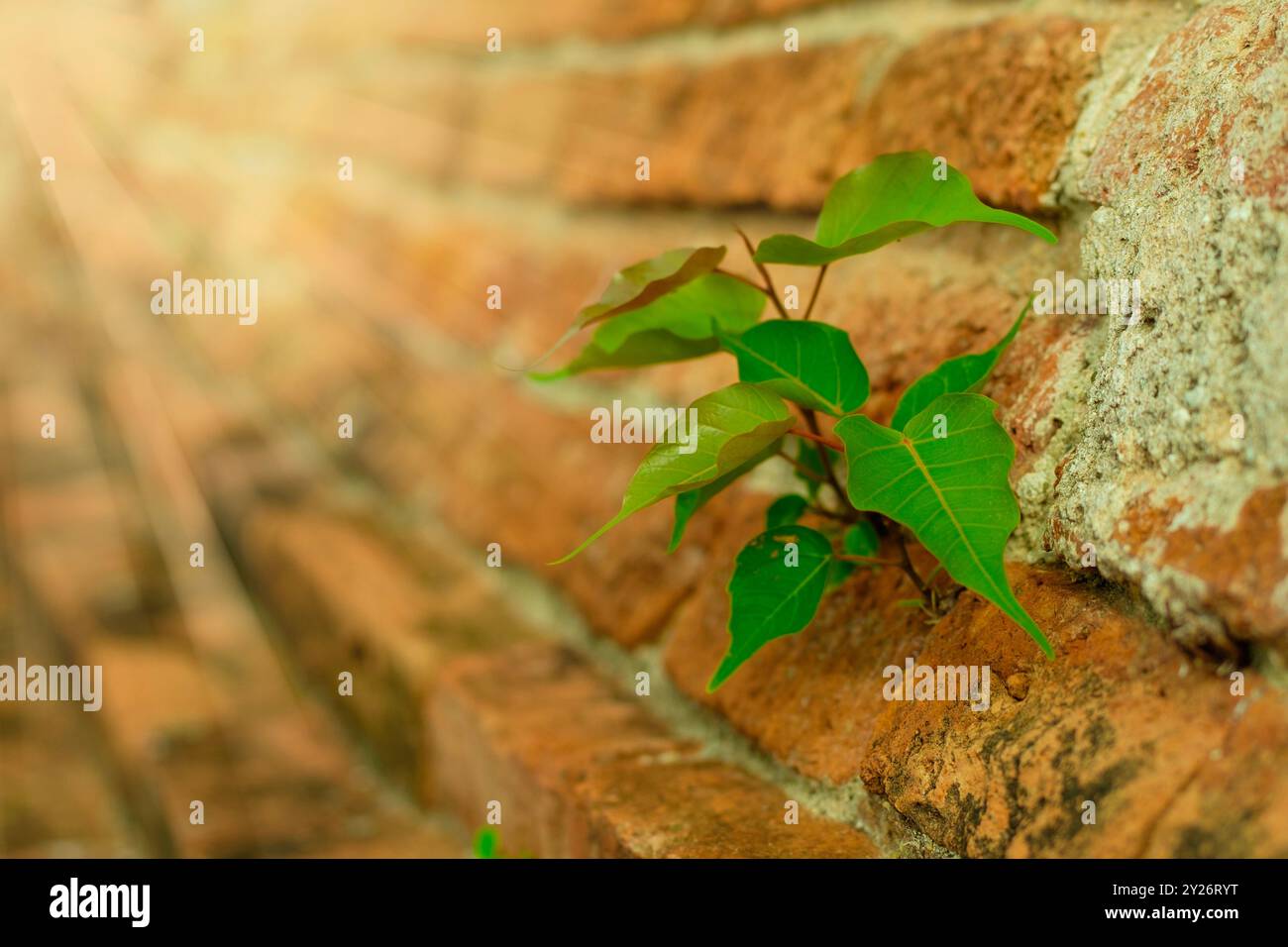 A close-up shot of a small green plant sprouting through the cracks of ...