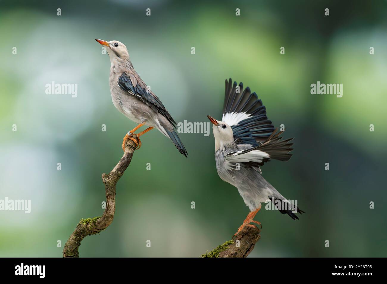 red-billed starling, Spodiopsar sericeus Stock Photo - Alamy