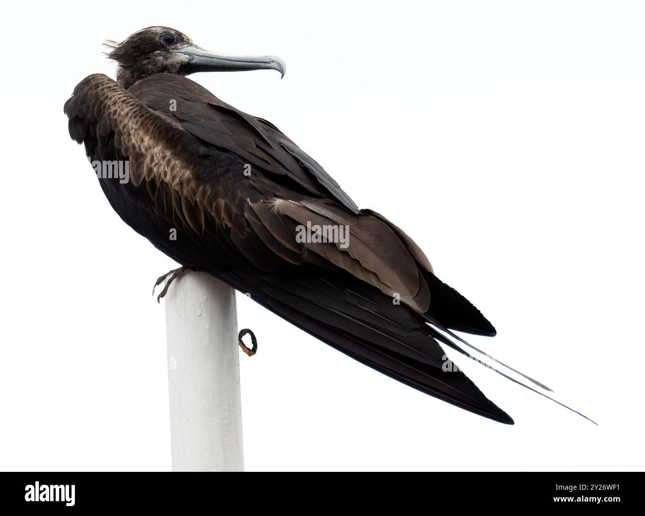 magnificent frigatebird, Prachtfregattvogel, Frégate superbe, Fregata ...