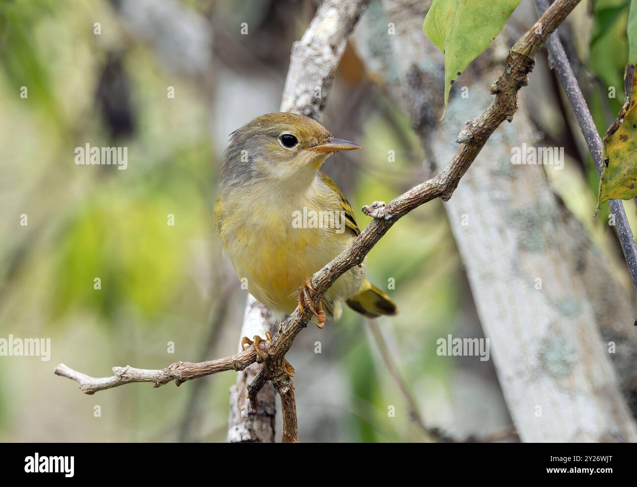 mangrove warbler, Paruline des mangroves, Setophaga petechia aureola ...