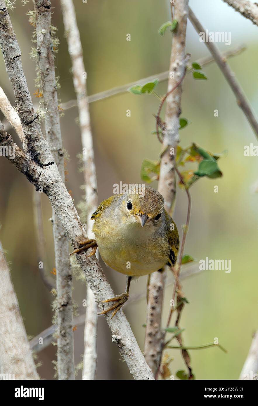 mangrove warbler, Paruline des mangroves, Setophaga petechia aureola ...