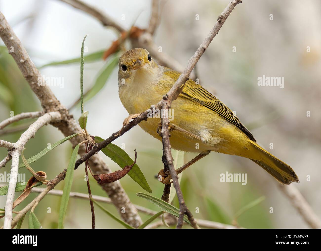 mangrove warbler, Paruline des mangroves, Setophaga petechia aureola ...