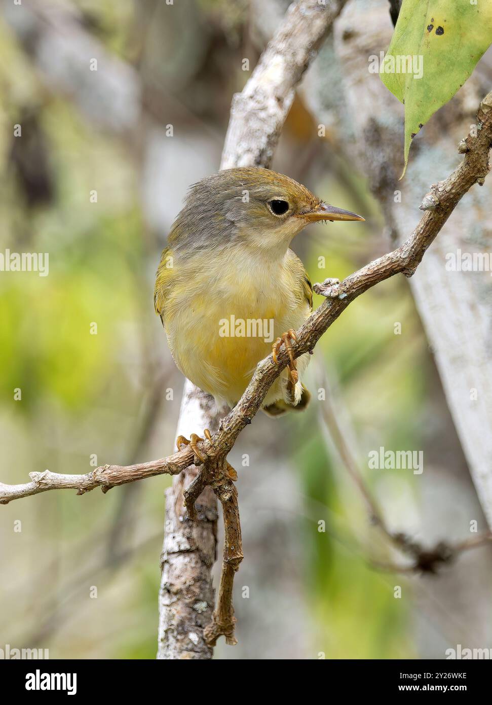 mangrove warbler, Paruline des mangroves, Setophaga petechia aureola ...