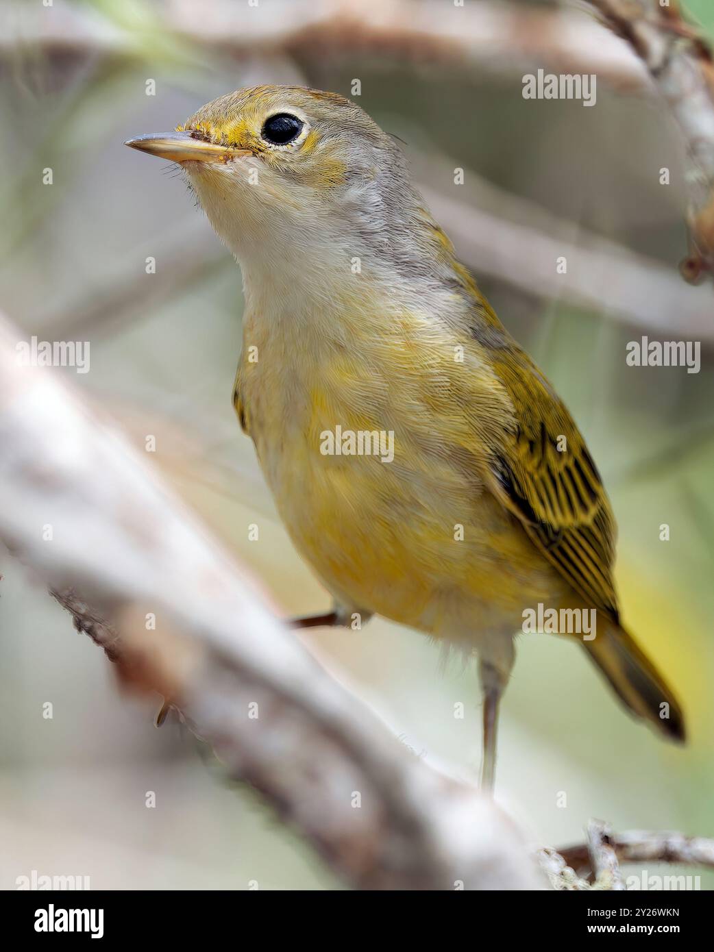 mangrove warbler, Paruline des mangroves, Setophaga petechia aureola ...