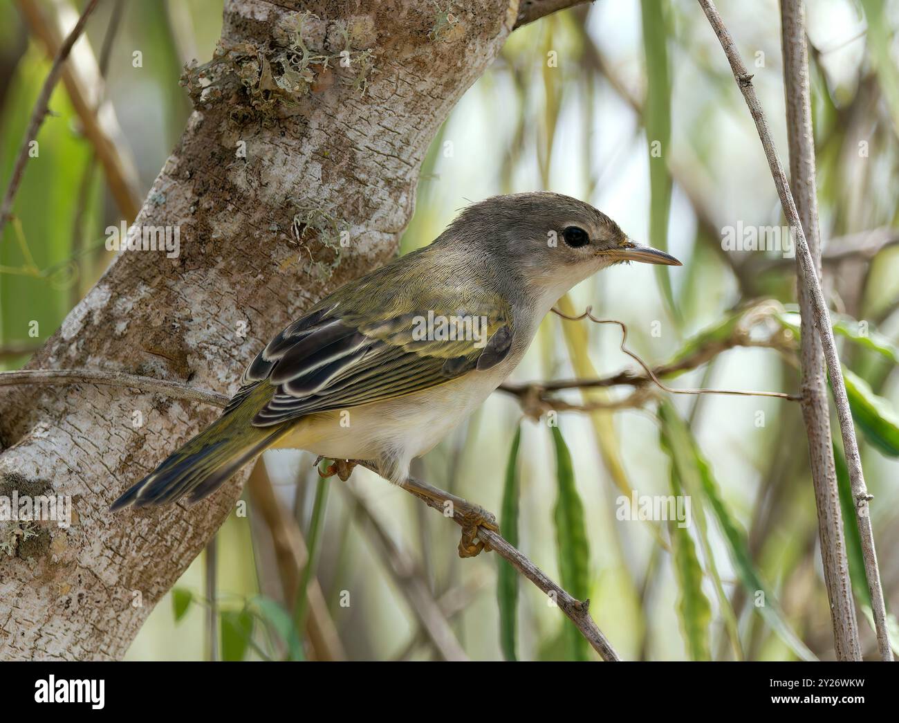 mangrove warbler, Paruline des mangroves, Setophaga petechia aureola ...
