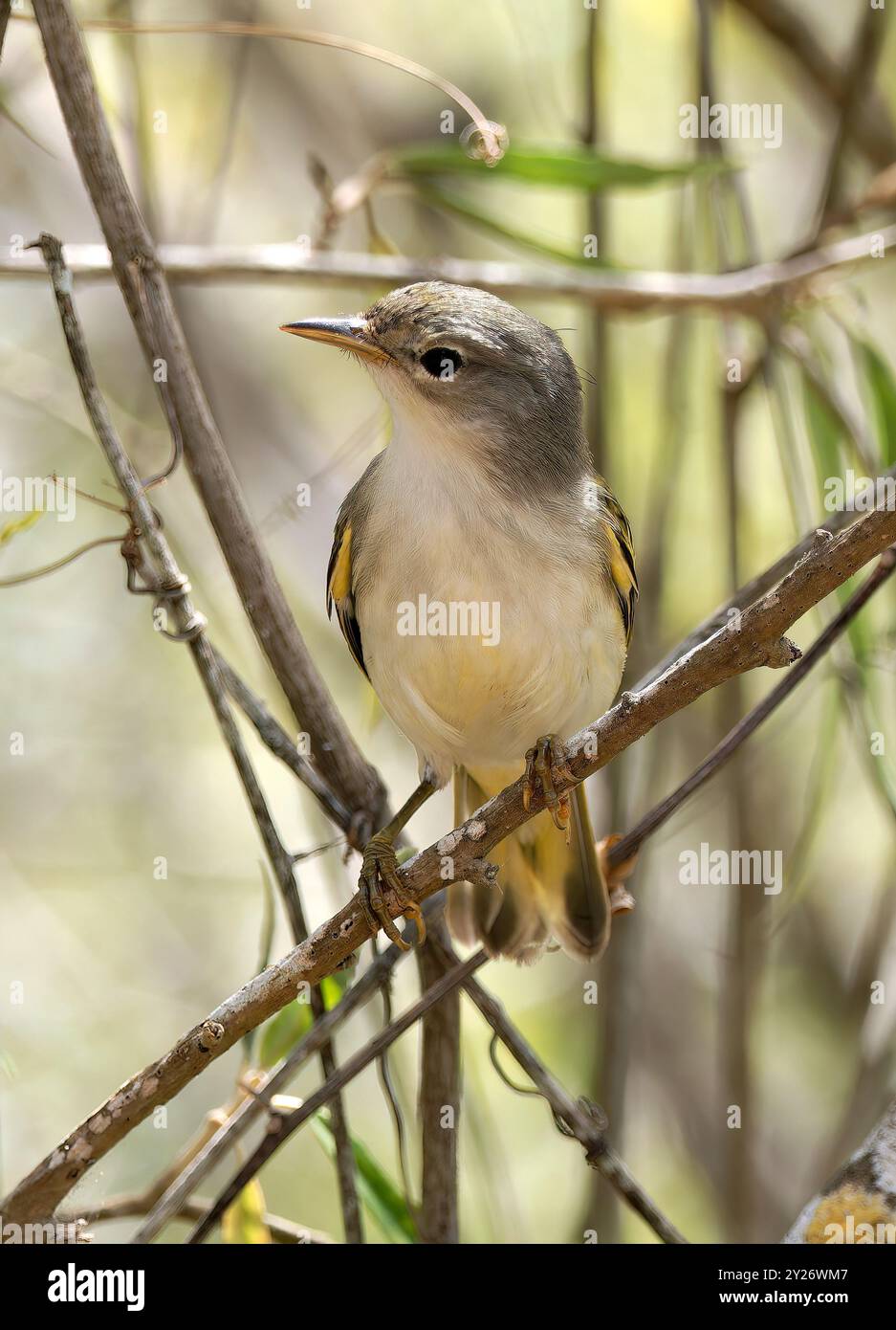 mangrove warbler, Paruline des mangroves, Setophaga petechia aureola ...