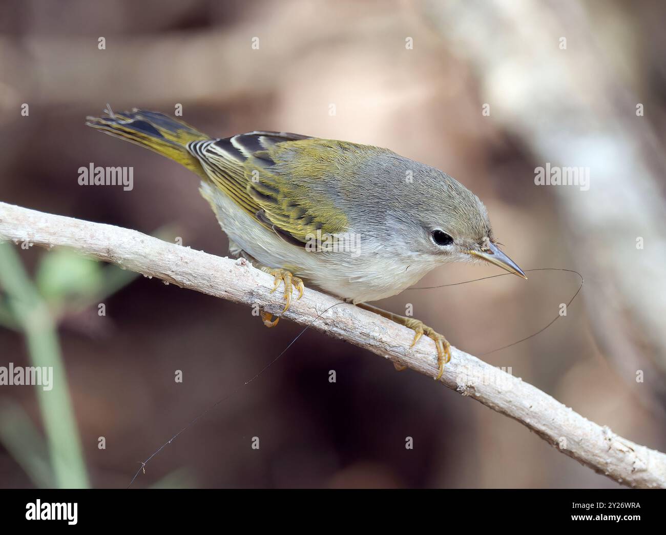 mangrove warbler, Paruline des mangroves, Setophaga petechia aureola ...