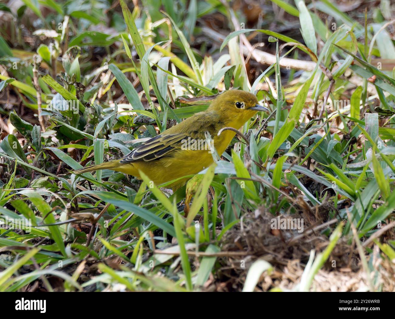 mangrove warbler, Paruline des mangroves, Setophaga petechia aureola ...