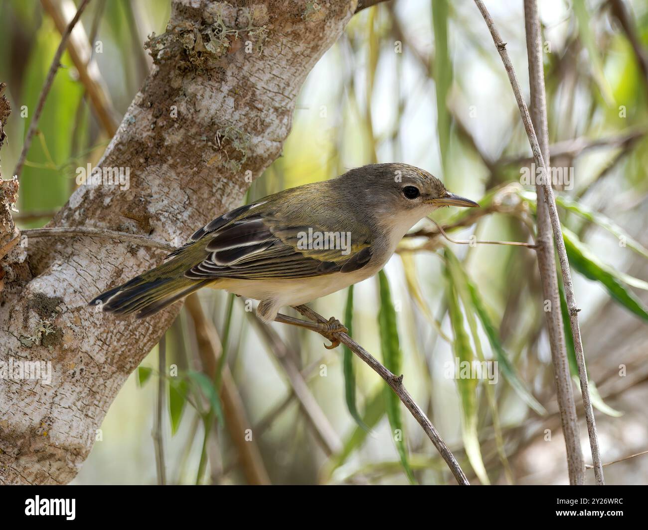 mangrove warbler, Paruline des mangroves, Setophaga petechia aureola ...