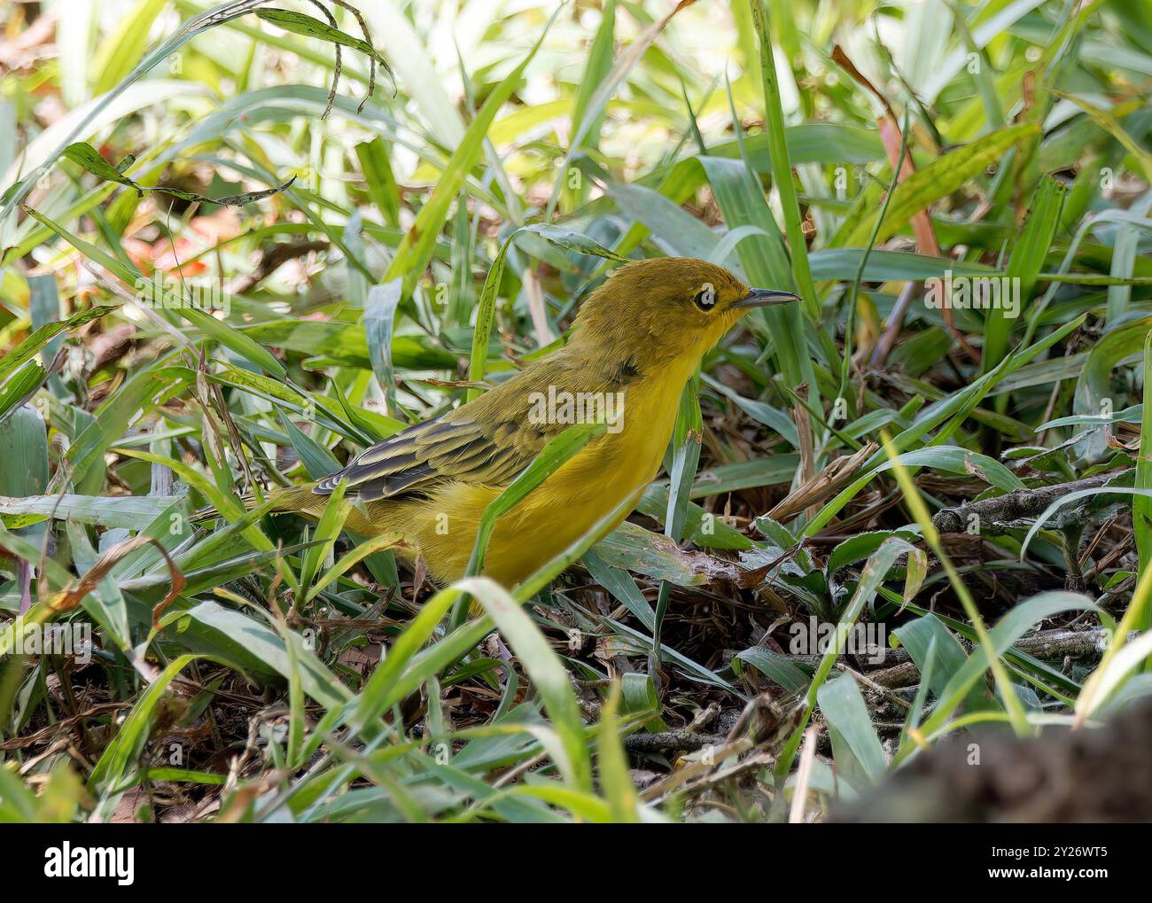 mangrove warbler, Paruline des mangroves, Setophaga petechia aureola ...
