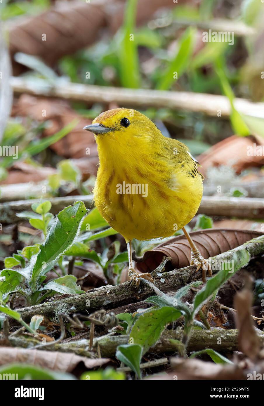 mangrove warbler, Paruline des mangroves, Setophaga petechia aureola ...
