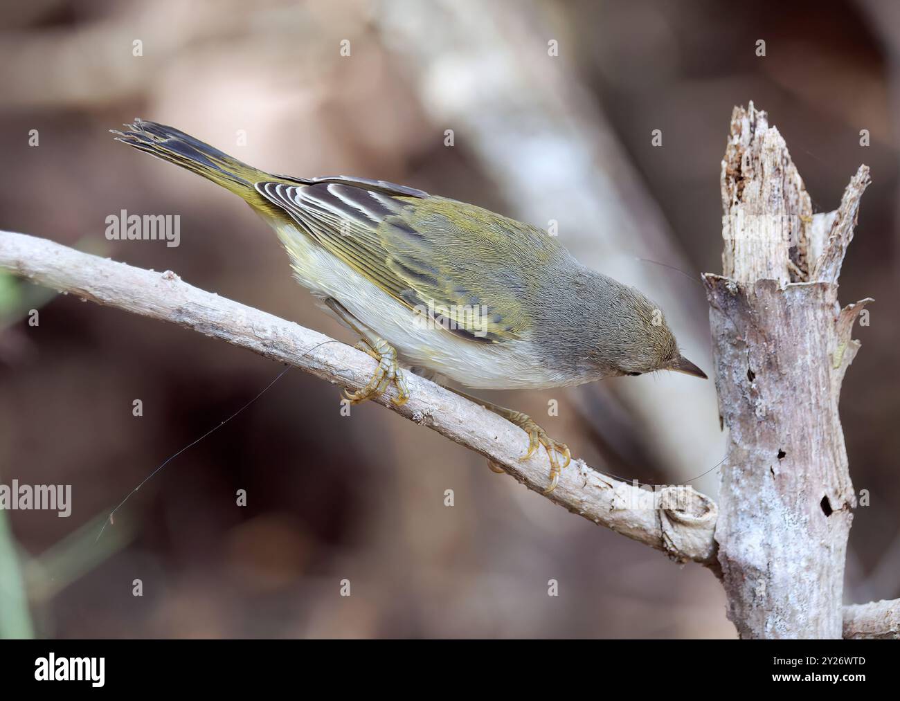 mangrove warbler, Paruline des mangroves, Setophaga petechia aureola ...