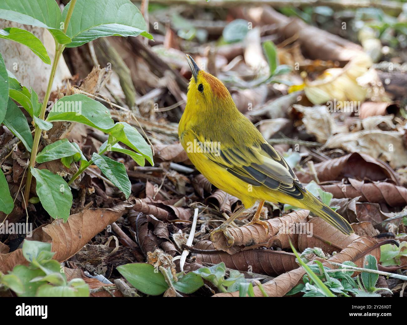 mangrove warbler, Paruline des mangroves, Setophaga petechia aureola ...