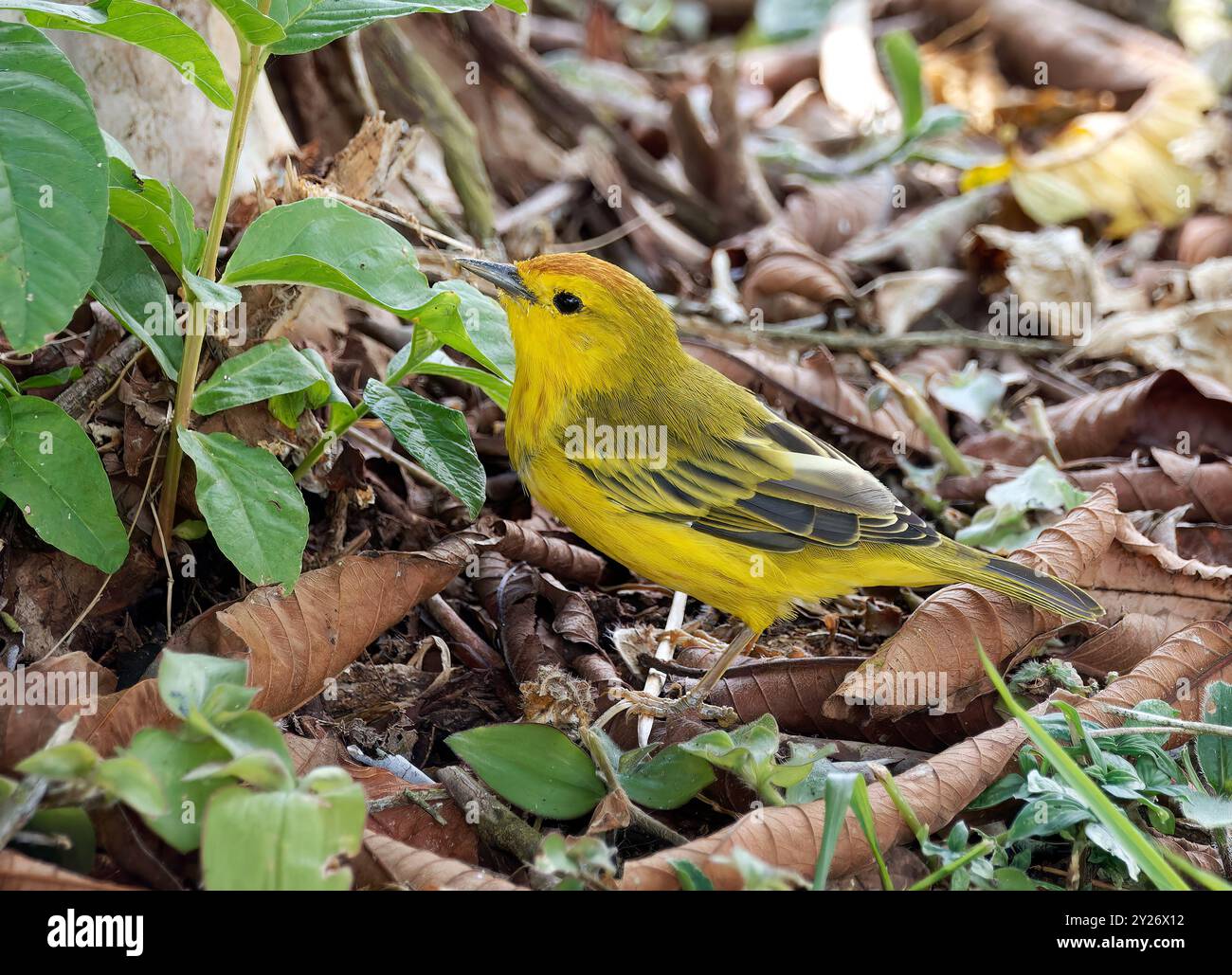 mangrove warbler, Paruline des mangroves, Setophaga petechia aureola ...