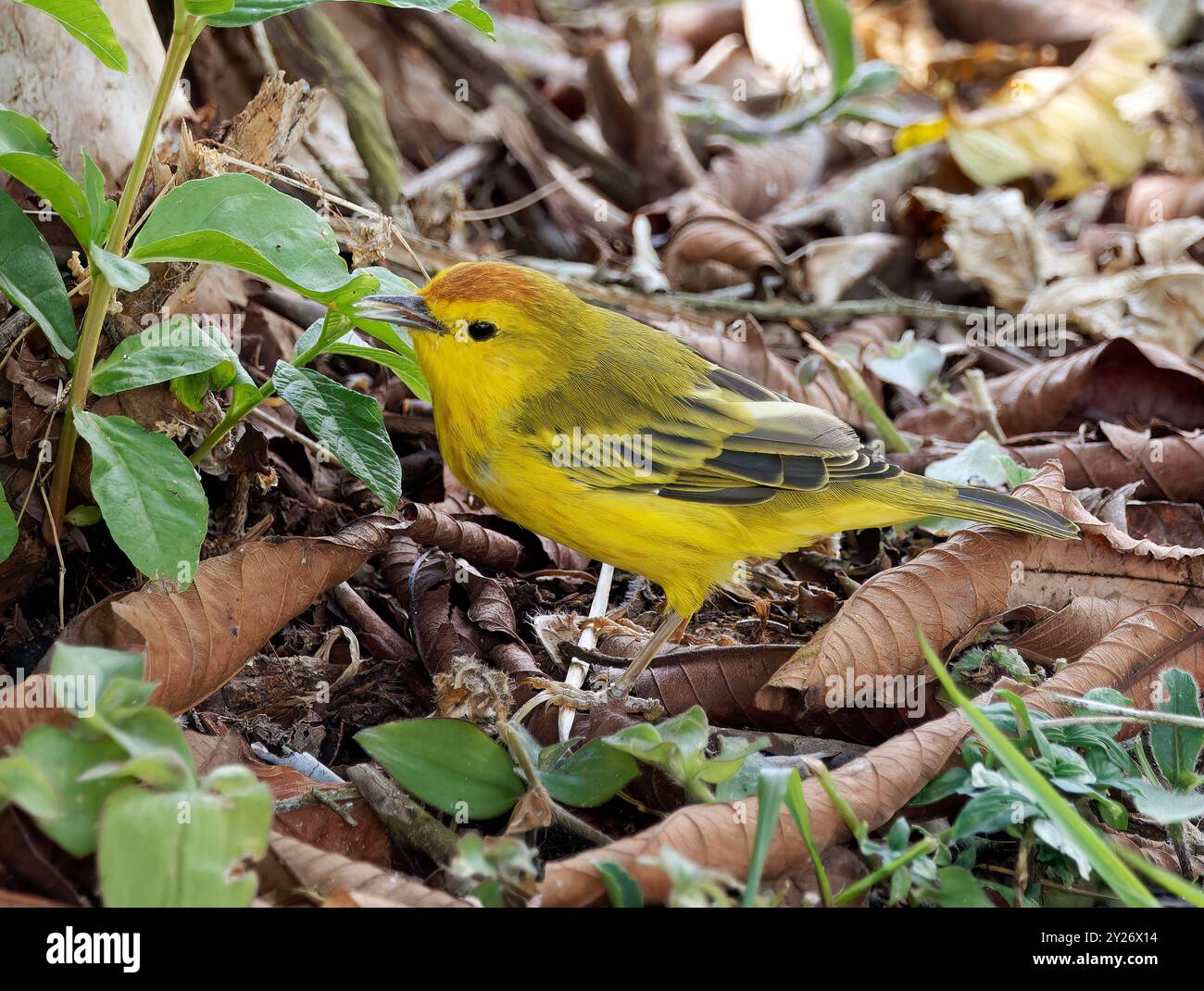mangrove warbler, Paruline des mangroves, Setophaga petechia aureola ...