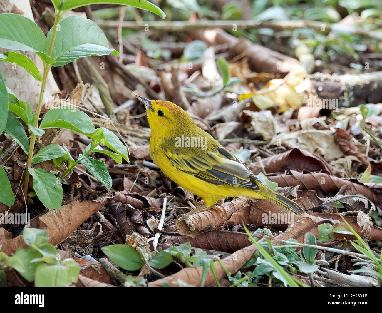 mangrove warbler, Paruline des mangroves, Setophaga petechia aureola ...