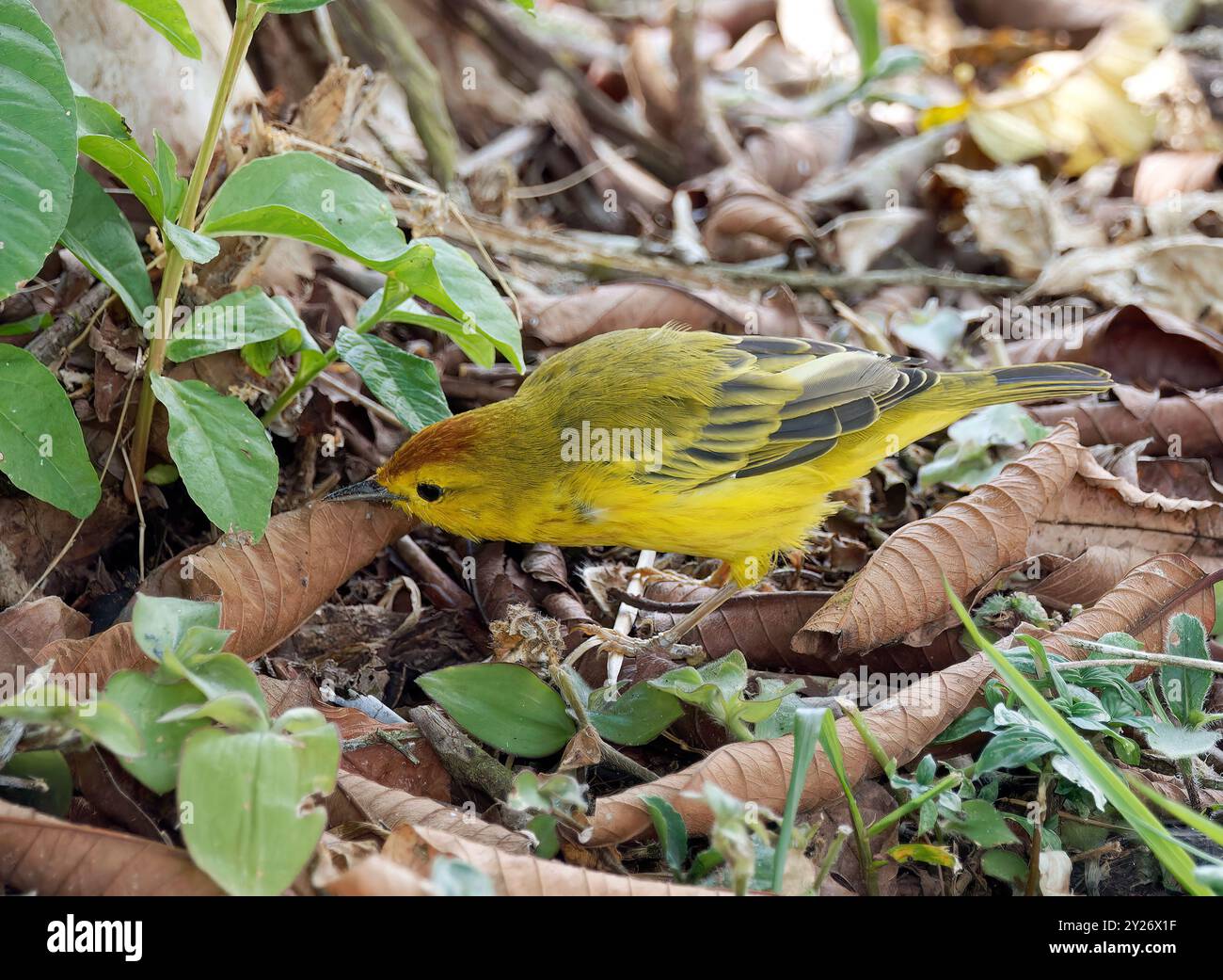 mangrove warbler, Paruline des mangroves, Setophaga petechia aureola ...