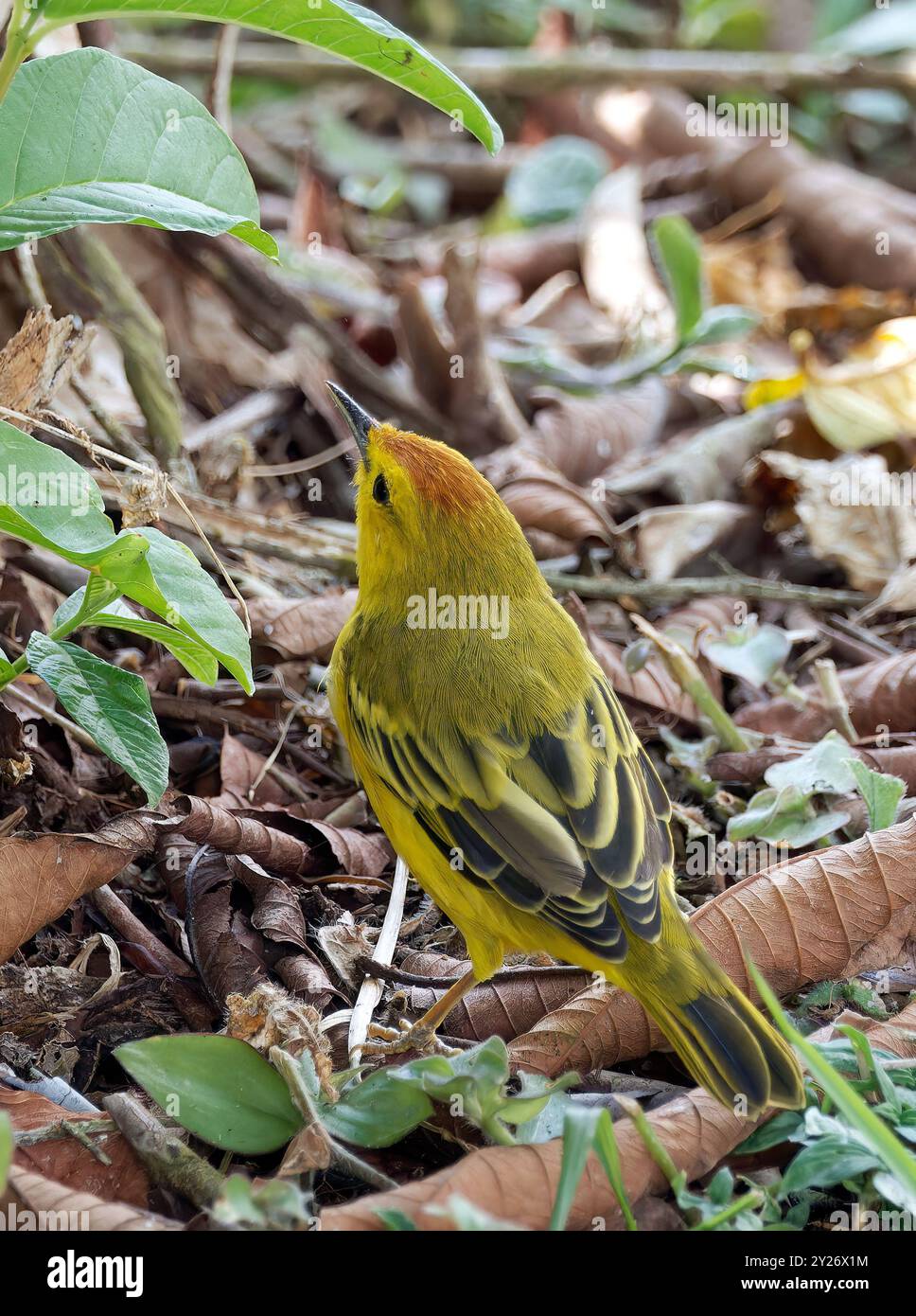 mangrove warbler, Paruline des mangroves, Setophaga petechia aureola ...