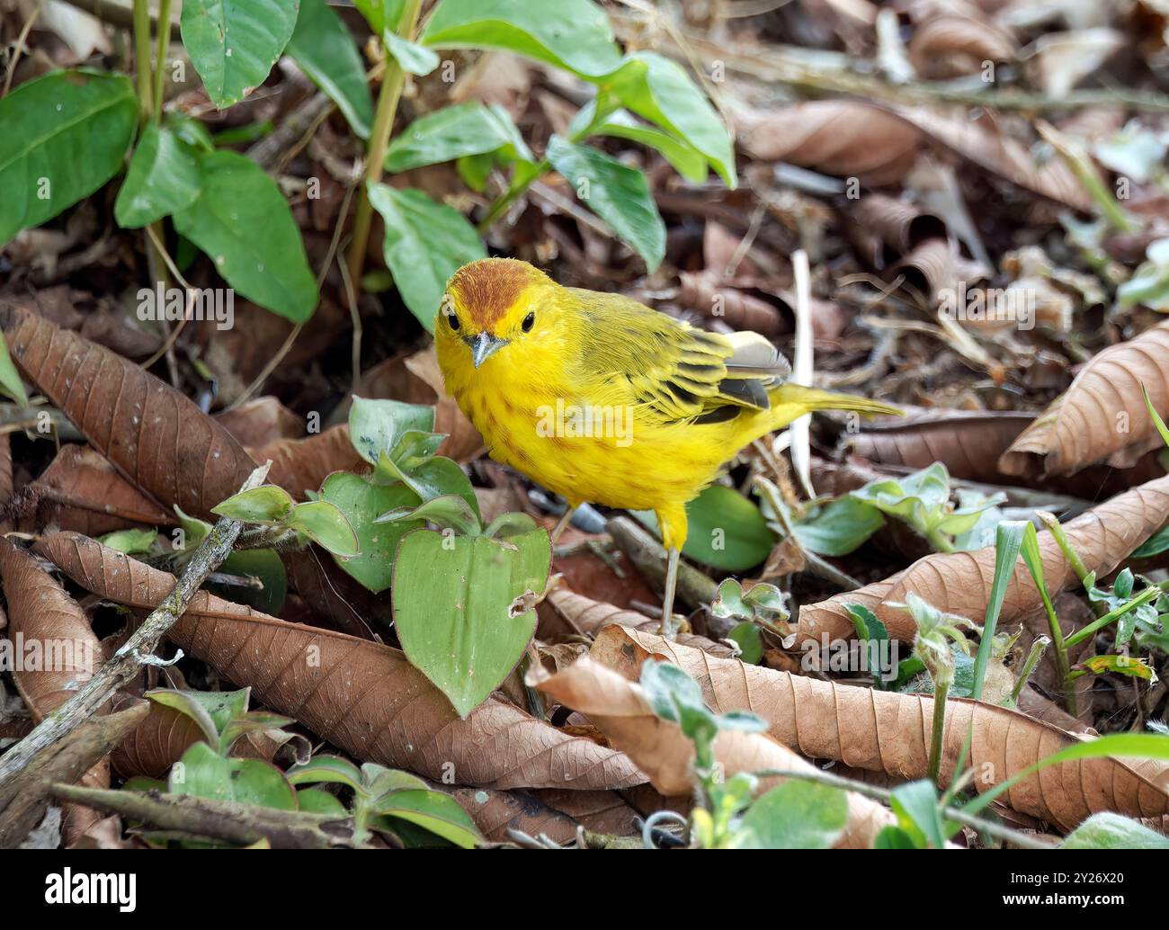 mangrove warbler, Paruline des mangroves, Setophaga petechia aureola ...