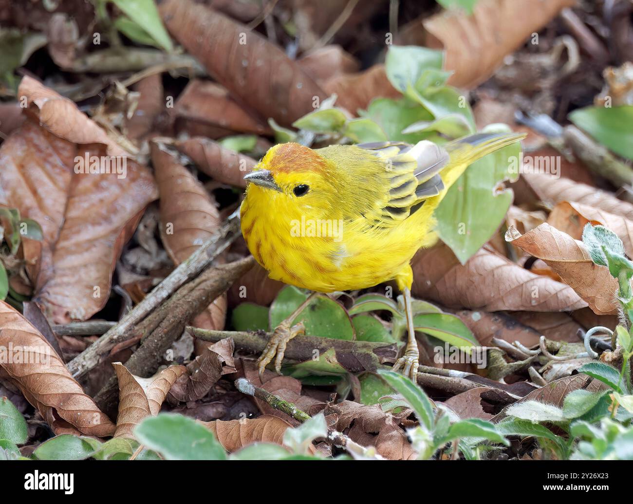 mangrove warbler, Paruline des mangroves, Setophaga petechia aureola ...