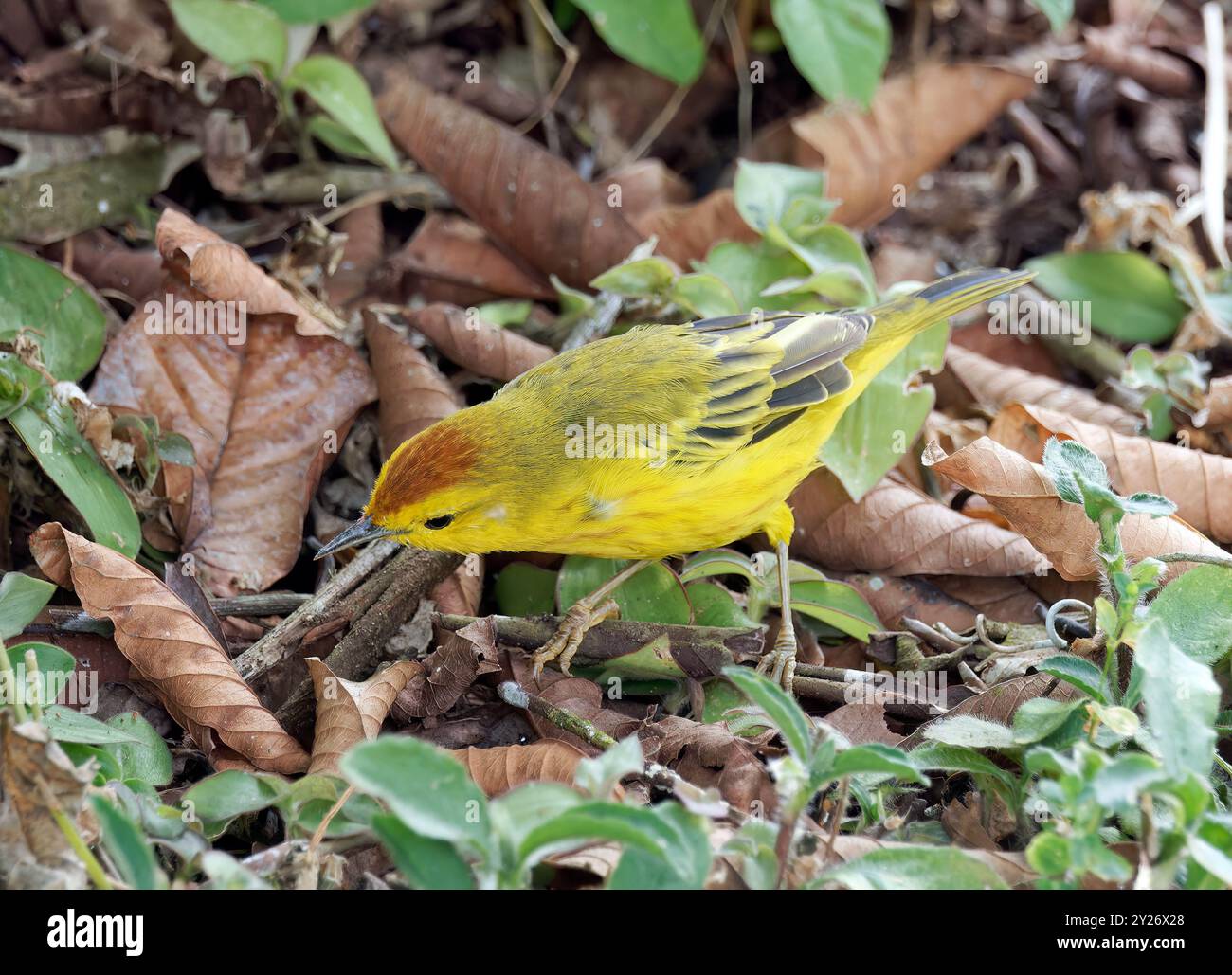 mangrove warbler, Paruline des mangroves, Setophaga petechia aureola ...