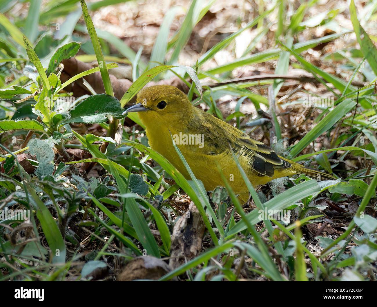 mangrove warbler, Paruline des mangroves, Setophaga petechia aureola ...