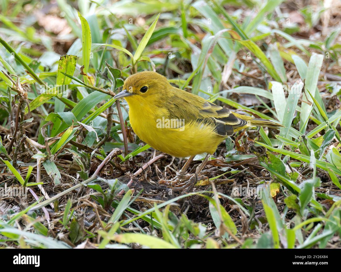 mangrove warbler, Paruline des mangroves, Setophaga petechia aureola ...