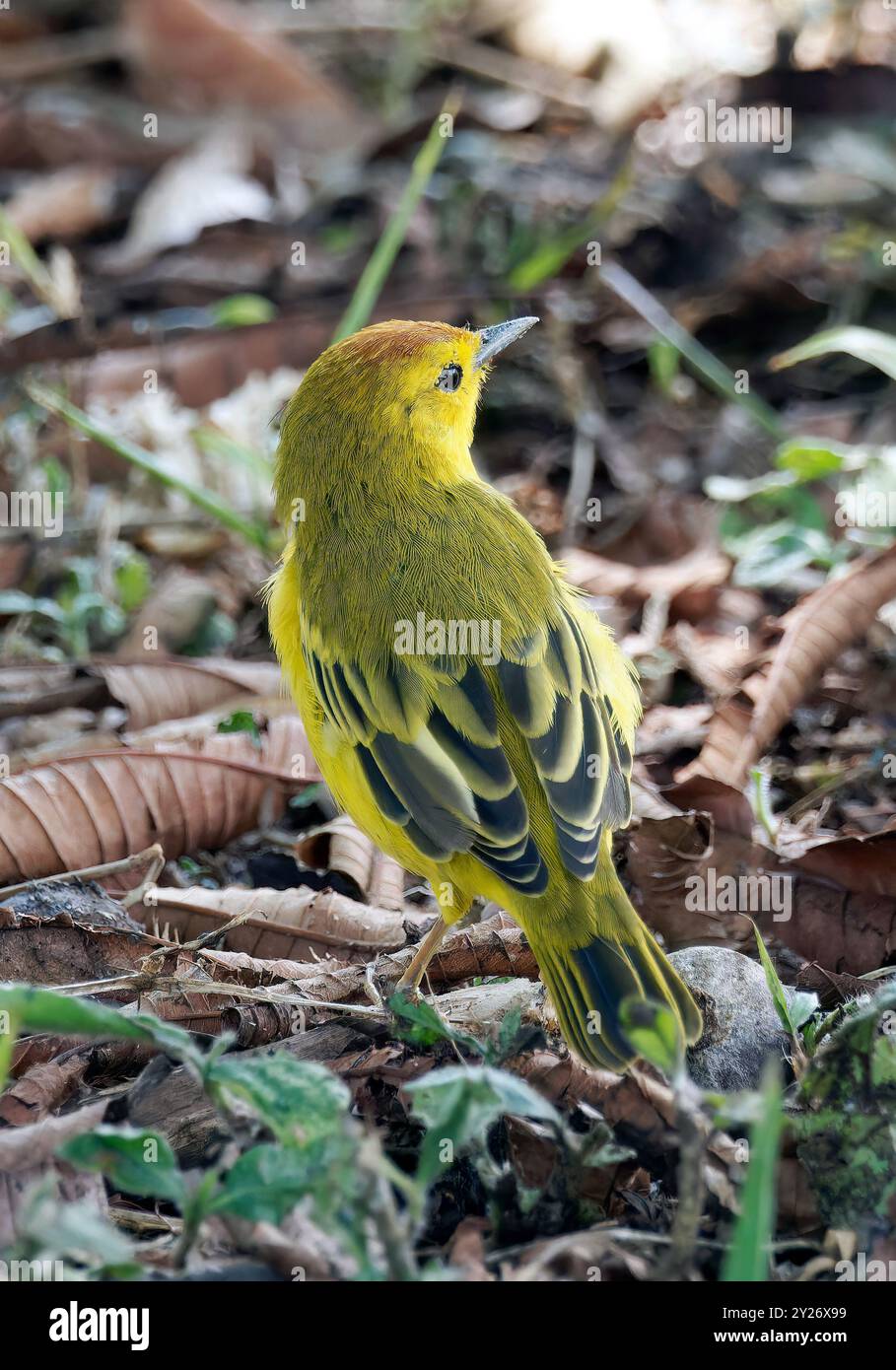mangrove warbler, Paruline des mangroves, Setophaga petechia aureola ...
