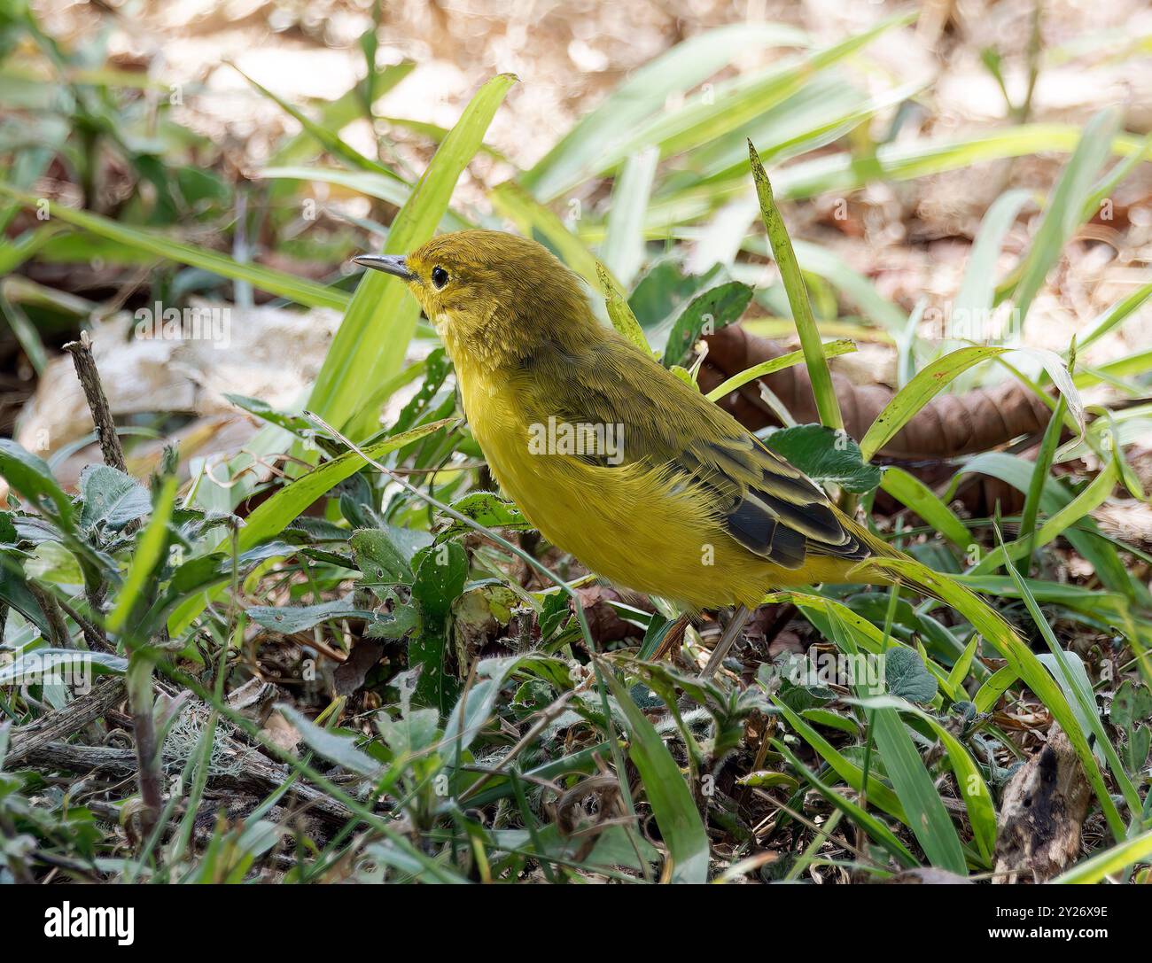 mangrove warbler, Paruline des mangroves, Setophaga petechia aureola ...
