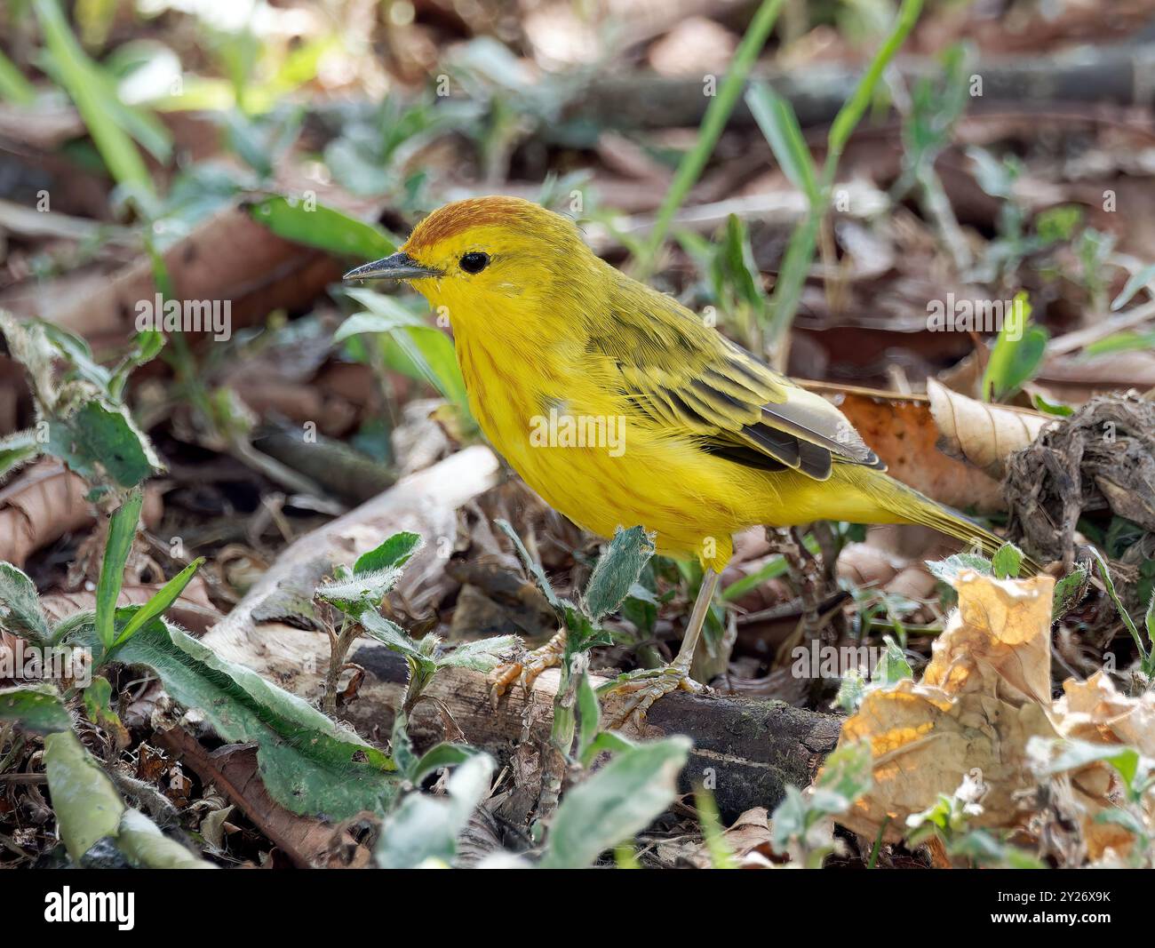 mangrove warbler, Paruline des mangroves, Setophaga petechia aureola ...