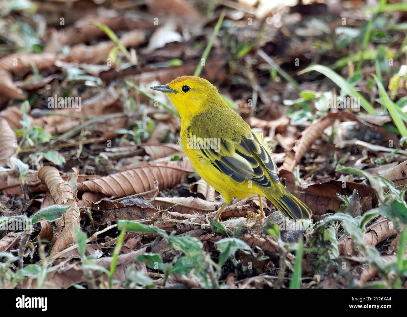 mangrove warbler, Paruline des mangroves, Setophaga petechia aureola ...
