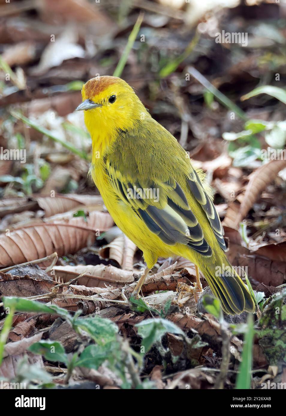 mangrove warbler, Paruline des mangroves, Setophaga petechia aureola ...