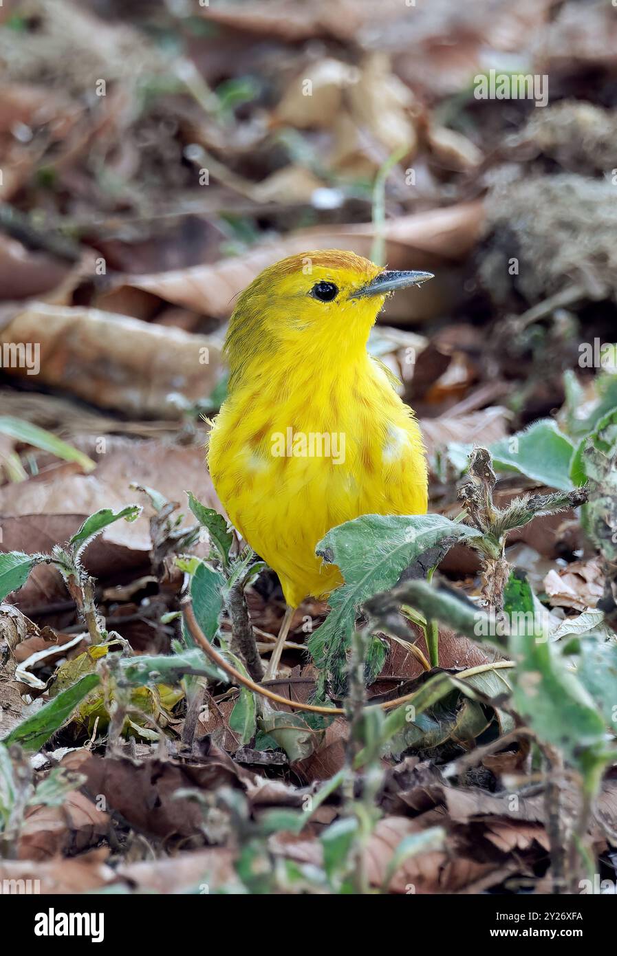 mangrove warbler, Paruline des mangroves, Setophaga petechia aureola ...