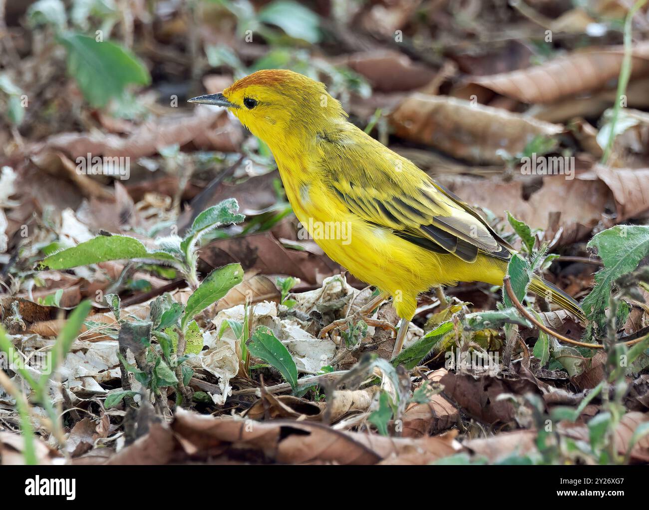 mangrove warbler, Paruline des mangroves, Setophaga petechia aureola ...