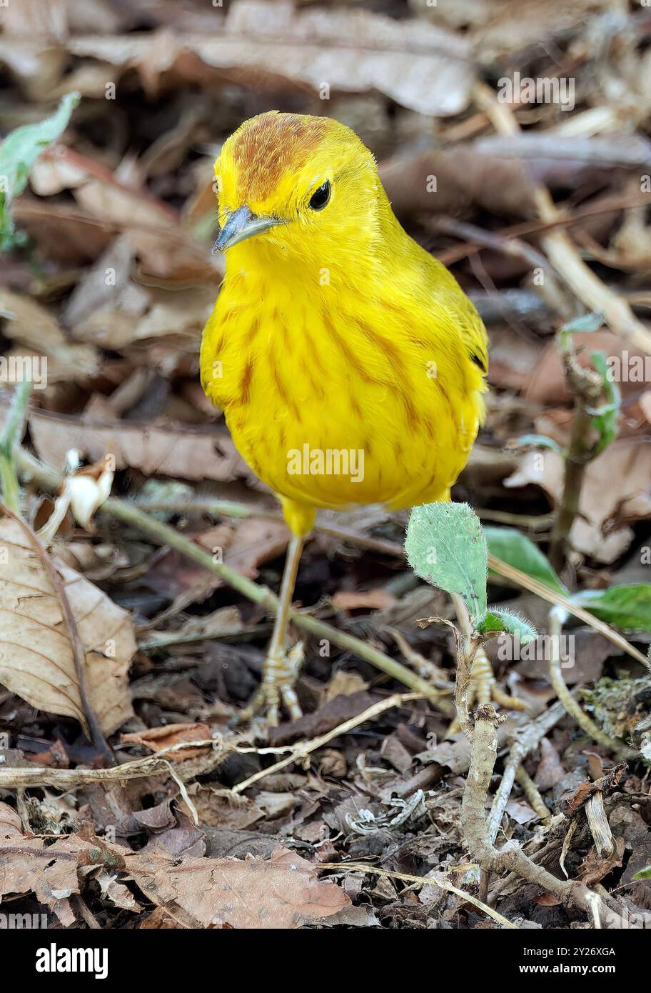 mangrove warbler, Paruline des mangroves, Setophaga petechia aureola ...