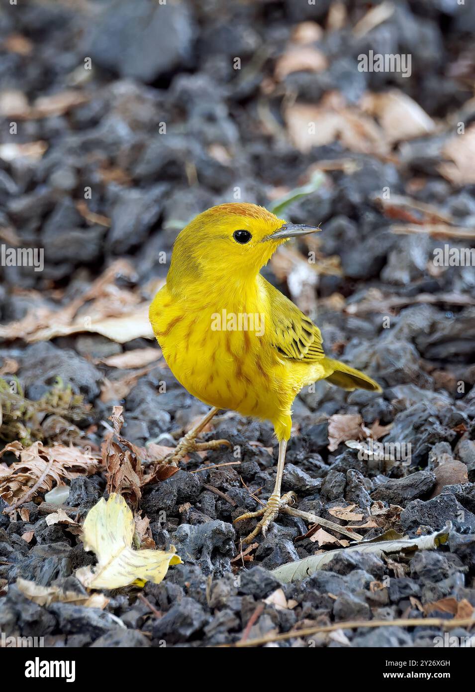 mangrove warbler, Paruline des mangroves, Setophaga petechia aureola ...