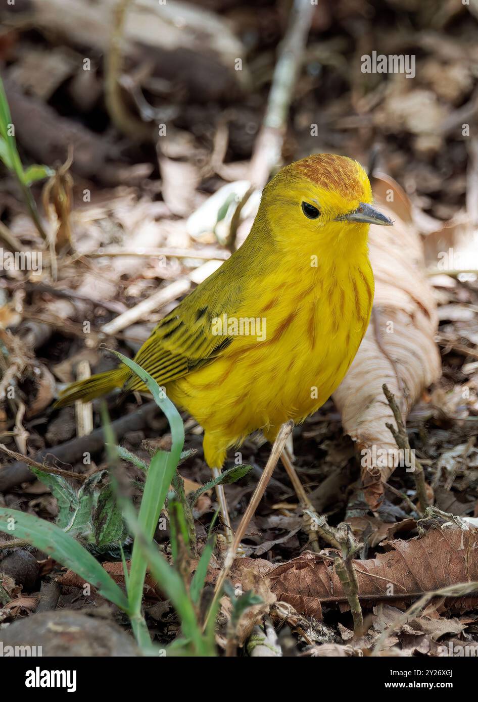 mangrove warbler, Paruline des mangroves, Setophaga petechia aureola ...