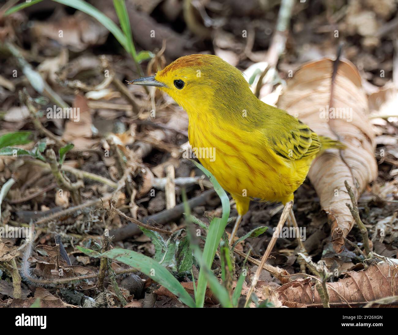 mangrove warbler, Paruline des mangroves, Setophaga petechia aureola ...