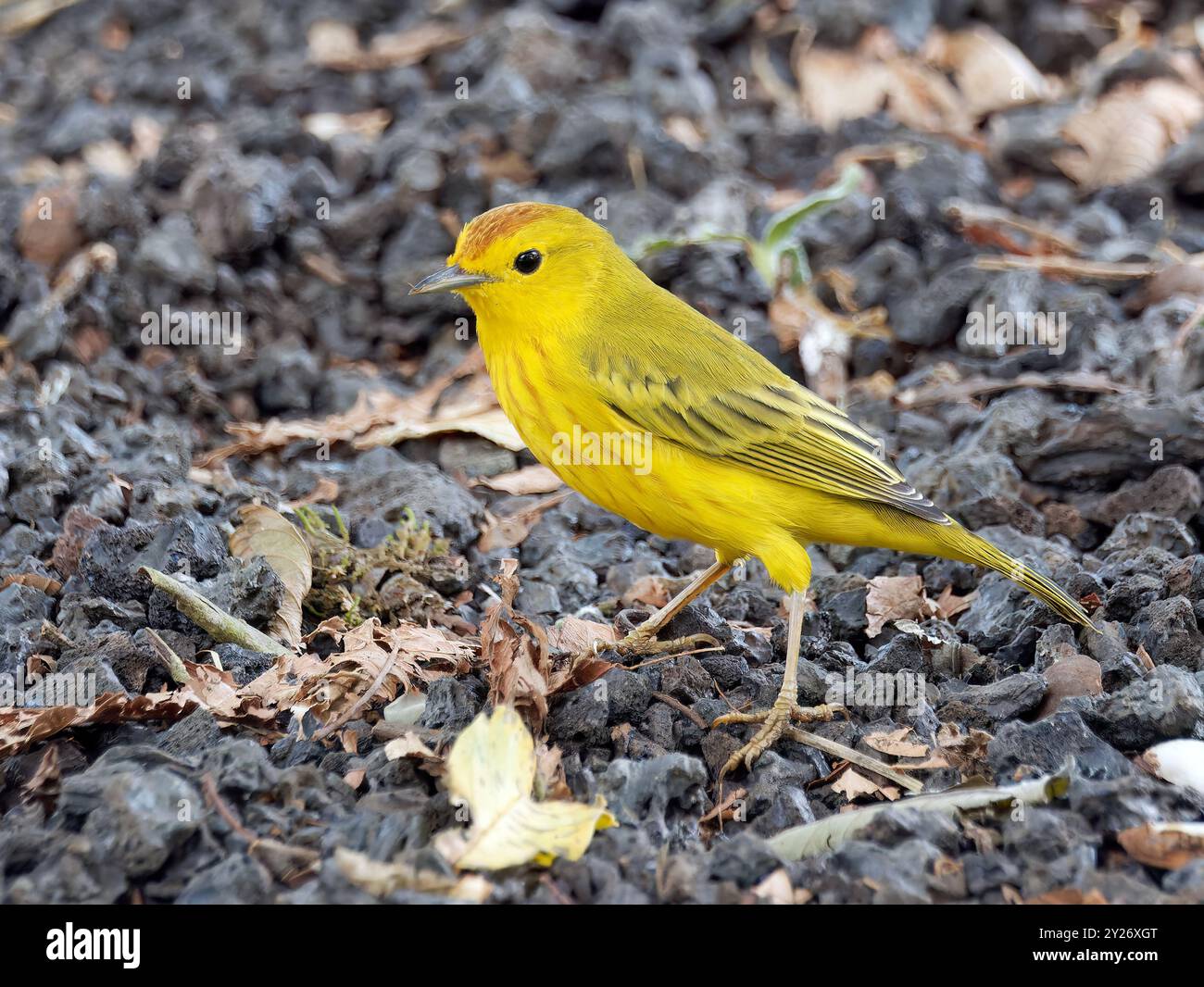 mangrove warbler, Paruline des mangroves, Setophaga petechia aureola ...