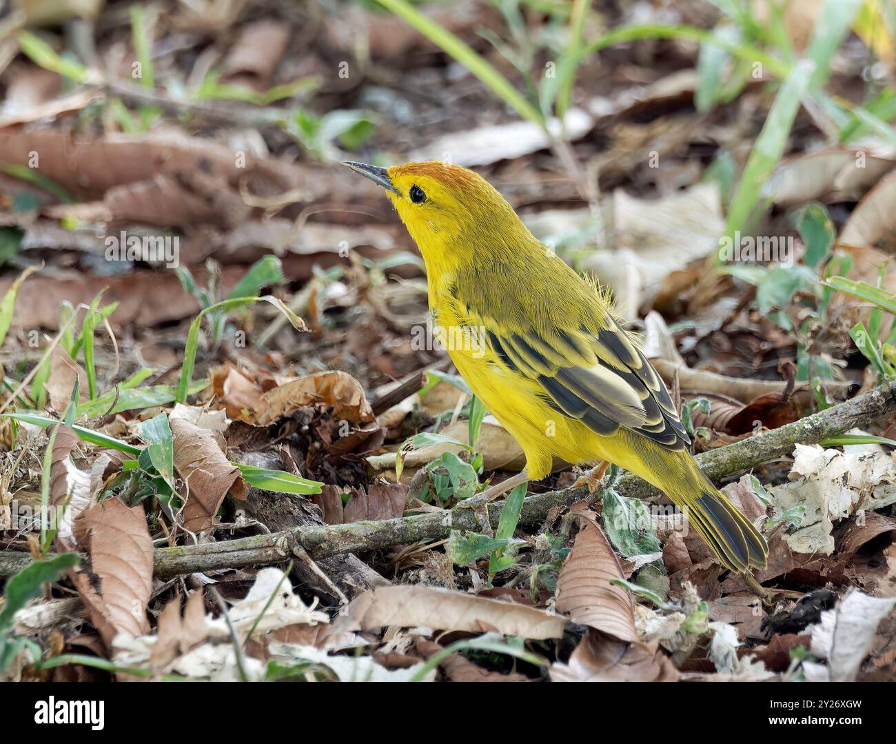 mangrove warbler, Paruline des mangroves, Setophaga petechia aureola ...