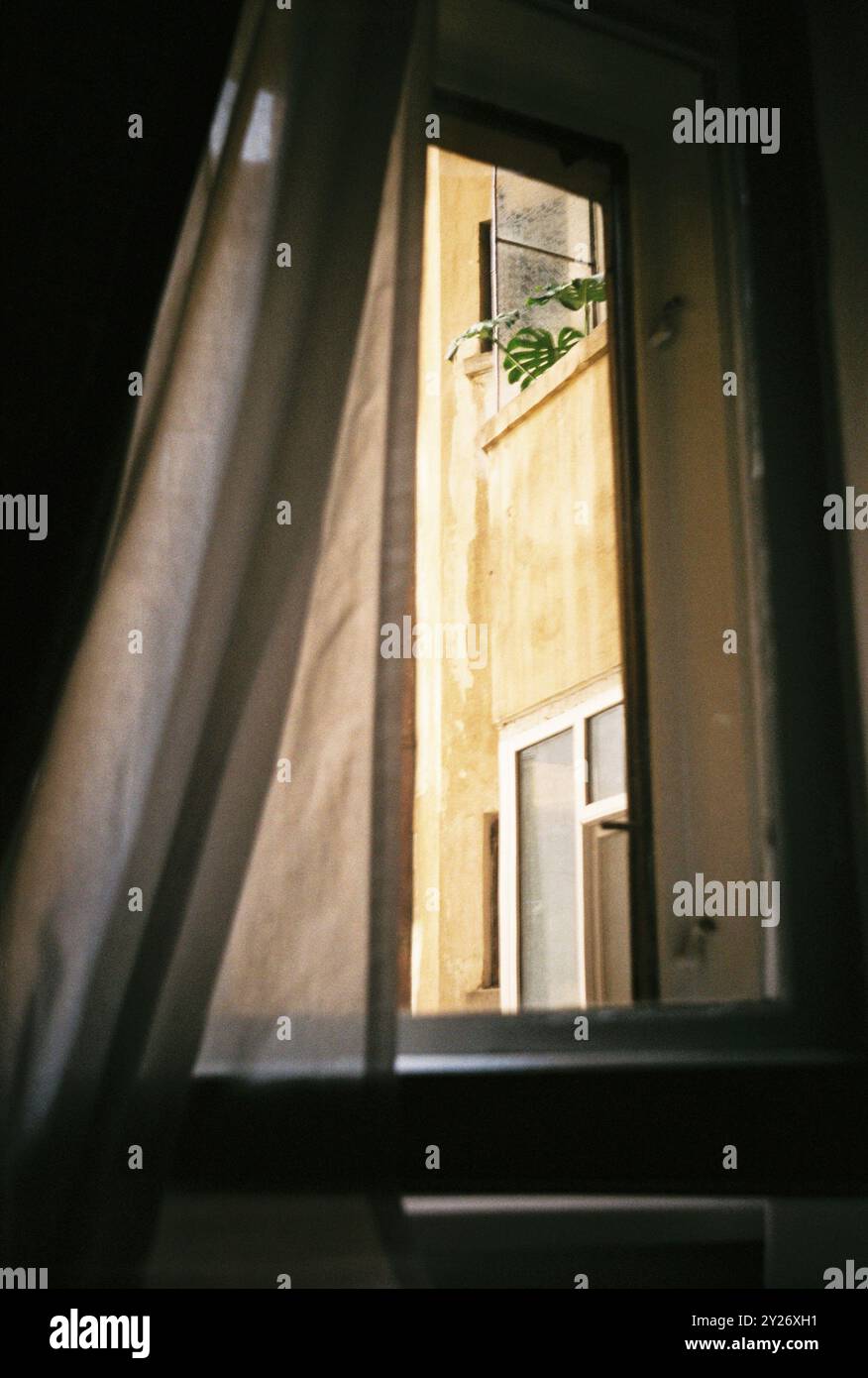 Plant is a neighbor Stock Photo - Alamy