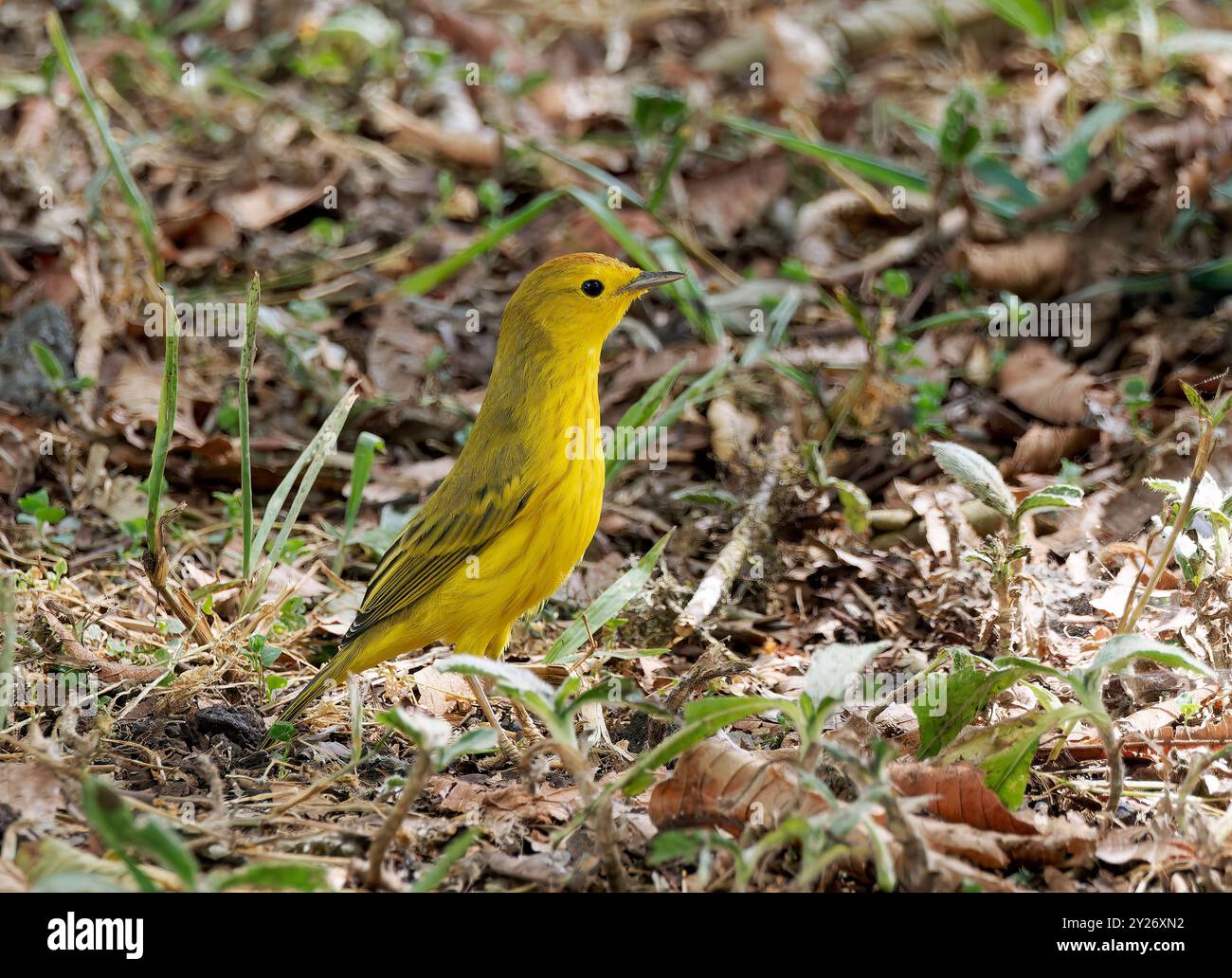 mangrove warbler, Paruline des mangroves, Setophaga petechia aureola ...