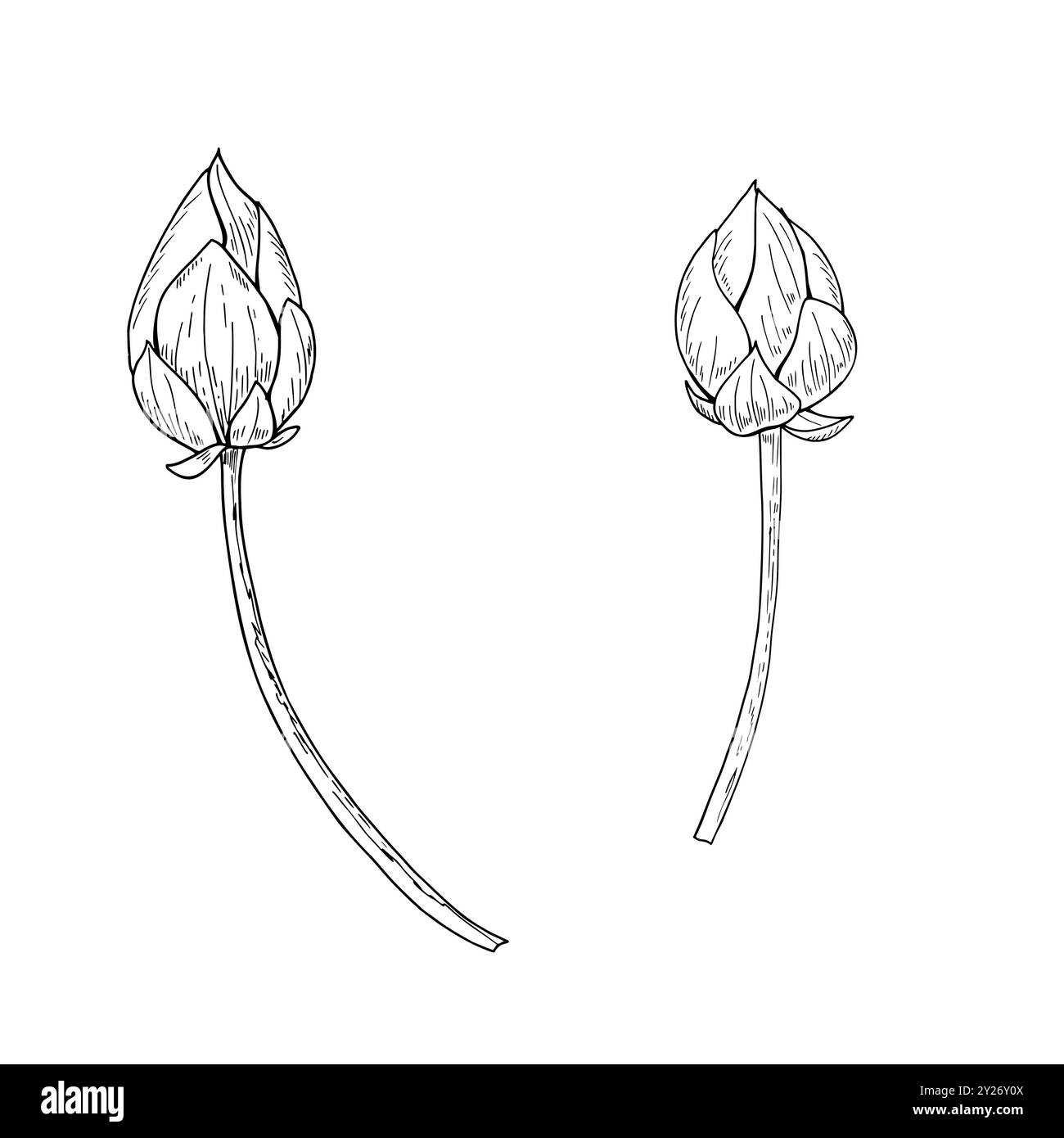 Lotus buds vector isolated illustration clip art on white background ...
