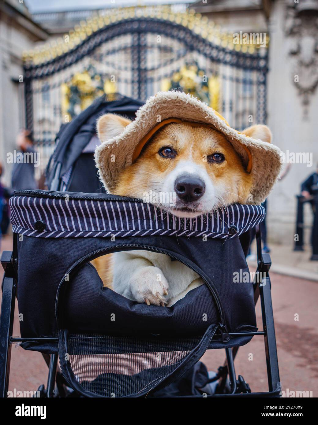 A corgi outside Buckingham Palace in a pram at the parade on Corgi Day ...