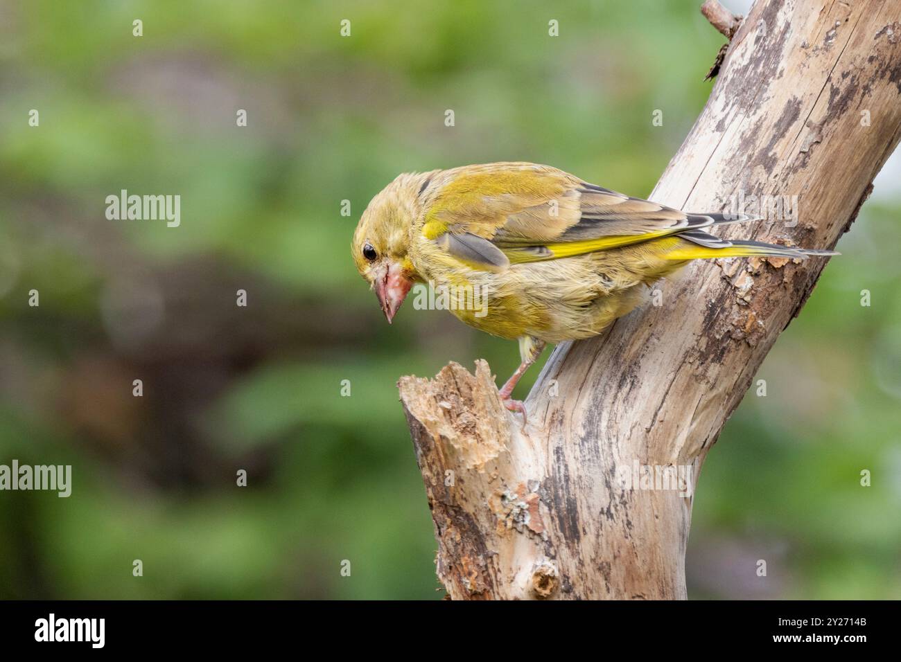 Baby greenfinch hi-res stock photography and images - Alamy