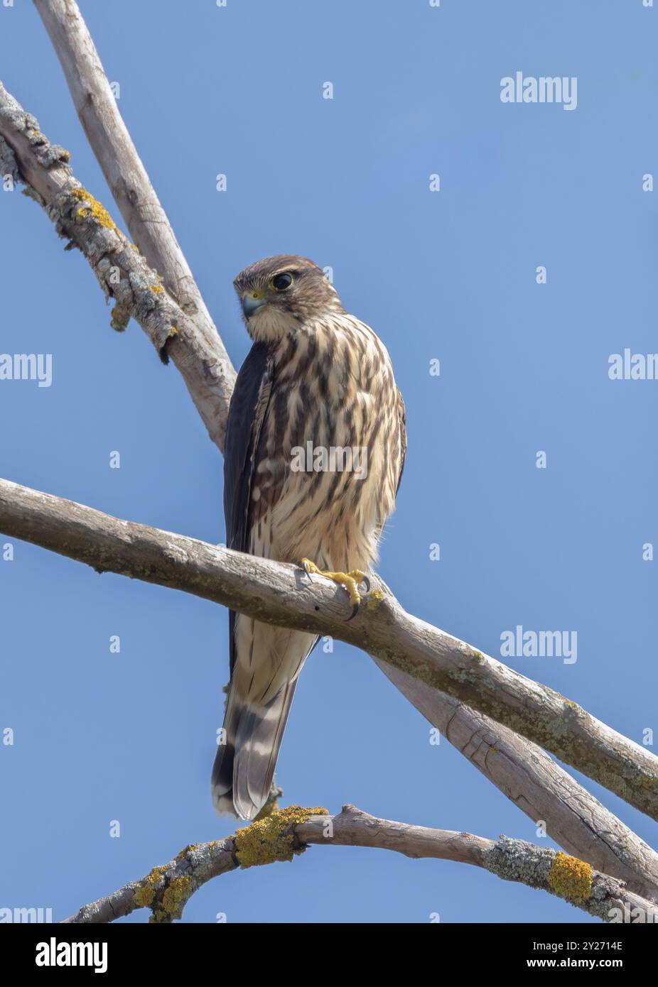 Merlin falcon in tree hi-res stock photography and images - Alamy