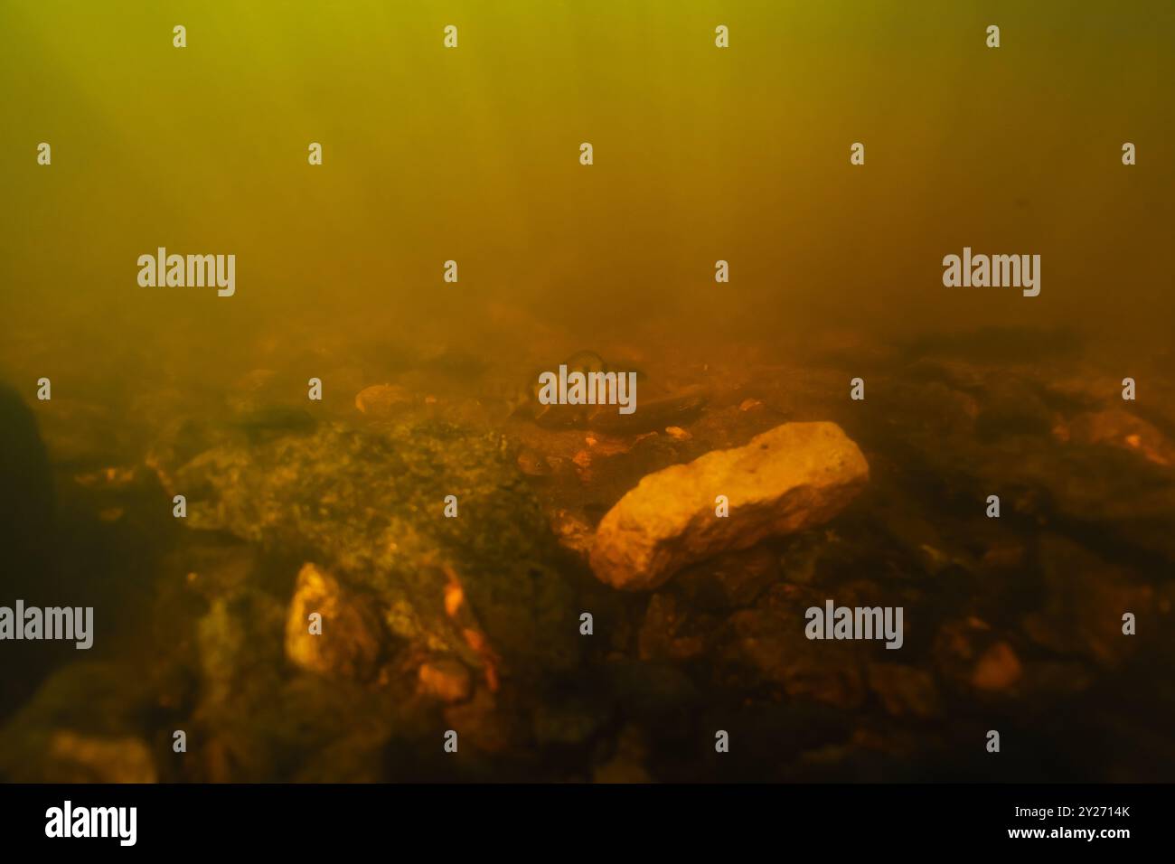 Underwater photo, perch fish on the Jagala river with muddy water Stock ...